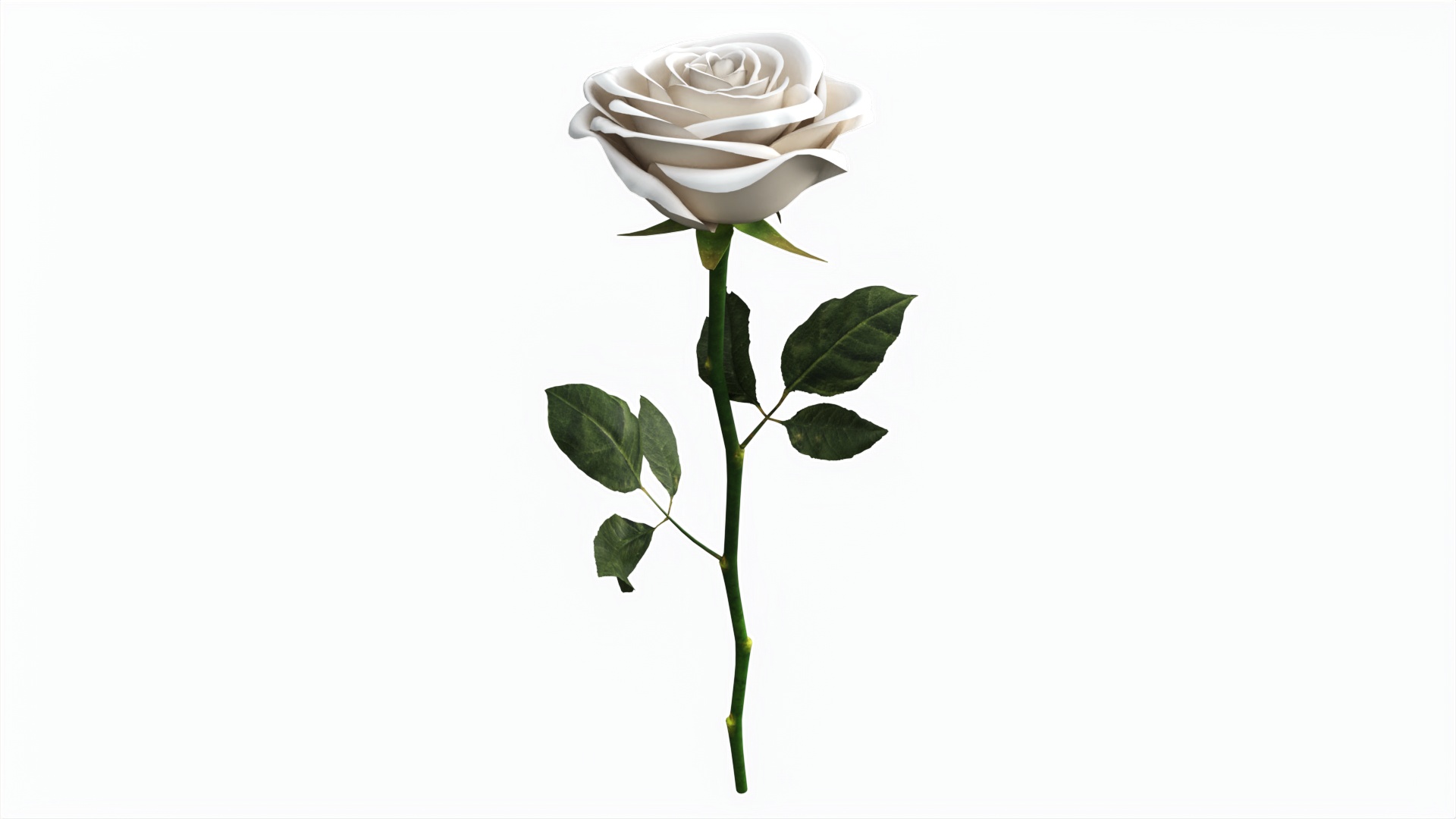 Single Beautiful White Rose PBR 3D Model - 3dmstock.com
